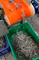 China 1000-1500KG Smart Shrimp Deheading Machine Seafood Processing Machinery for sale