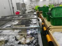China 1000kg-1500kg Frozen Fish Processing Plant 5.15KW Water Thawing Machine for sale