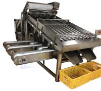 China 304SS Shrimp Grading Machine Heavy Duty Roller Sorter 18 Rollers for sale