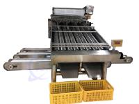 China 304SS Shrimp Grading Machine Heavy Duty Roller Sorter 18 Rollers for sale