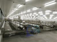China 3KW Shrimp Deheading Machine 1000-1500kg/H Prawn Deshelling Machine for sale