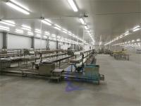 China 3KW Shrimp Deheading Machine 1000-1500kg/H Prawn Deshelling Machine for sale