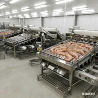 China SS304 Shrimp Sorting Machine Big Capacity Shrimp Grading Line for sale