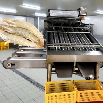 China Fresh Prawn Seafood Sorting Machine Shrimp Roller Sorter Machine for sale