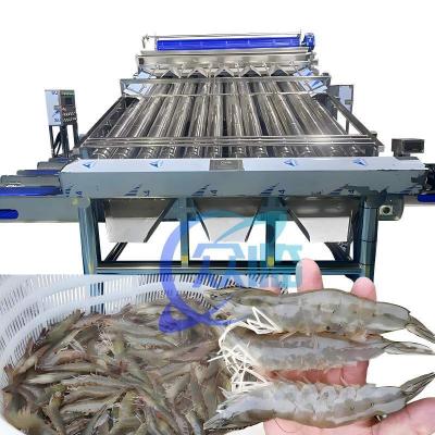 China Fully Automatic Shrimp Roller Grader 380V 50Hz Prawn Grader for sale