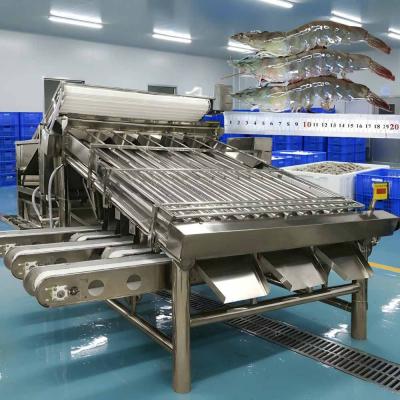 China Stainless Steel Seafood Sorting Machine 4.9kw Prawn Sizing Machine for sale
