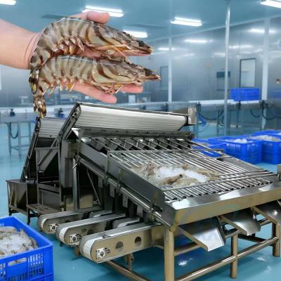 China 1800kgs-2200kgs Shrimp Grading Machine 12 Rollers Shrimp Sorter for sale