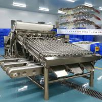 China 1800kgs-2200kgs Shrimp Grading Machine 12 Rollers Shrimp Sorter for sale
