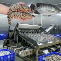 China 1800kgs-2200kgs Shrimp Grading Machine 12 Rollers Shrimp Sorter for sale