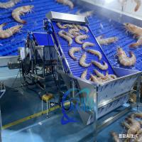 China 8 Rollers Shrimp Grading Machine 1500kg-1800kg Shrimp Sorter Industrial Automatic for sale