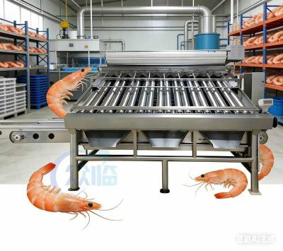 China 304SS Shrimp Grading Machine Heavy Duty Roller Sorter 18 Rollers for sale