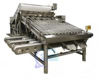China Customizable Prawn Grader Automatic Shrimp Processing Equipment for sale