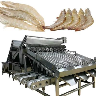 China Automatic Shrimp Sizing Machine 1000kg-1210kg Prawn Grading Machine for sale