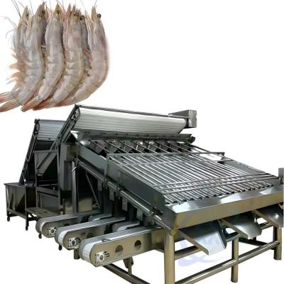 China Zolim Shrimp Processing Equipment Seafood Roller Sorting Machine for sale