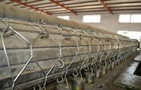 China 3x1x0.5 Gabion Box/Gabion Mesh/Welded Gabion Box/Gabion (Direct factory) for sale