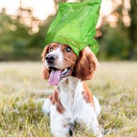 China certified compostable dog waste bags with easy-tie handles for sale