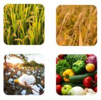 China Pest Control Cyhalofop Butyl 30% OD Herbicide Weed Killer For Fields Grass Lawn for sale