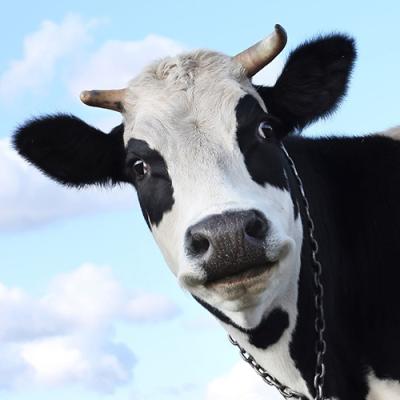 China Ruminants Chromium Propionate 0.4 Percent Animal Feed Additives For Poultry for sale