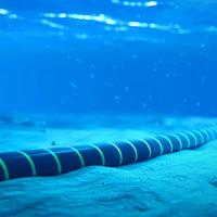 China GYTA33 6-24 Cores Double Sheathed Armoured Underwater Submarine Optical Fiber Cable 4000N for sale