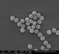 China BeaverBeads Streptavidin Biotinylated Antibodies 200 nm for Immunoassay Applications with 10 mg/mL Concentration for sale