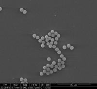 China BeaverBeads Streptavidin Magnetic Beads 100 mL 10 mg/mL Concentration for Protein Isolation and Biomolecule Capture for sale