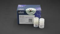 China 250ml BeaverBeads PCR Purification Kit for DNA Library Construction - 150bp-50kb Range, 80% Recovery Rate for sale