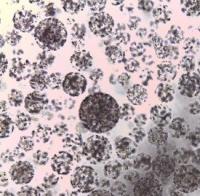 China Agarose Carboxyl Magbeads 10-30 μm for Protein Purification | 20% Volume Ratio | 5 mL Capacity for sale