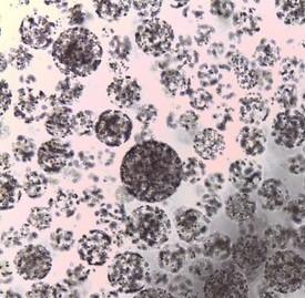China Agarose Carboxyl Magbeads 10-30 μm for Protein Purification | 20% Volume Ratio | 5 mL Capacity for sale