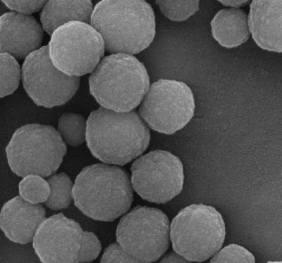 China 500nm Silica Magnetic Beads for DNA Extraction - 50 mg/mL Concentration with 40-60 emu/g Magnetism for sale