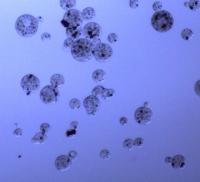 China 5 mL Magnetic Agarose Beads for Protein Purification 30-150 μm Size with 20% Volume Ratio and Superparamagnetic Properties for sale