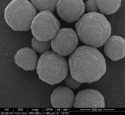 China DNA Extraction Silane Magnetic Beads 500nm 50 mg/mL for Nucleic Acid Purification for sale
