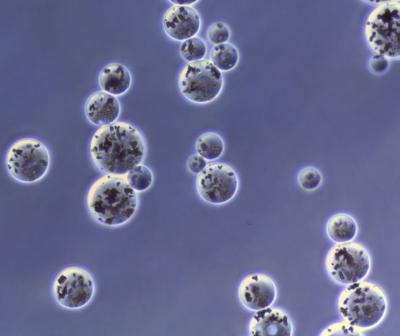 China Agarose Amino Magnetic Beads for Protein Purification 30-150μm 5mL with 41.09 emu/g Saturation Magnetization for sale