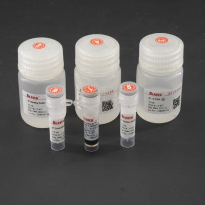 China 10 mg/mL Protein A/G Magnetic Beads Immunoprecipitation Kit for Target Protein Capture - 1 mL/5 mL Sizes for sale