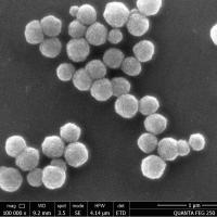 China Silica Hydroxyl Magnetic Beads 500nm 10mg/mL 50mL for DNA Extraction with Super Strong Magnetism for sale