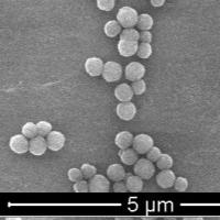 China Polymer Carboxyl Magnetic Beads 300nm 10 mg/mL for Immunodiagnosis with Superparamagnetic Properties for sale