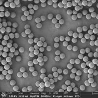 China Polymer Carboxyl Magbeads 2.8μm for Immunodiagnosis - 10 mg/mL Concentration in 5 mL Volume with Superparamagnetic Properties for sale