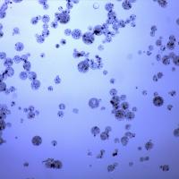 China Carboxyl Magnetic Agarose Beads for Protein Purification 30-150 μm Size 20% Volume Ratio for sale