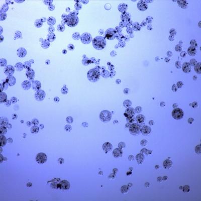 China Carboxyl Magnetic Agarose Beads for Protein Purification 30-150 μm Size 20% Volume Ratio for sale