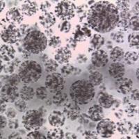 China Agarose Carboxyl Magnetic Beads 10-30 μm for Protein Purification | 20% Volume Ratio 50 mL | Superparamagnetic for sale