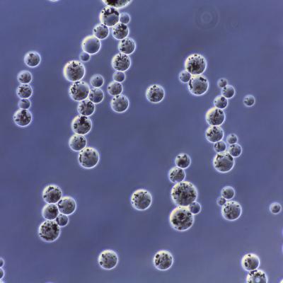 China Fe3O4 Magnetic Agarose Beads for Protein Purification 30-150 μm Size 20% Volume Ratio for sale