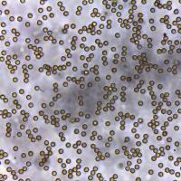 China 5μm Streptavidin Magnetic Beads for Probe Capture - 10 mg/mL Concentration, 100 mL Volume with 800 pmol/mg Biotin Binding for sale
