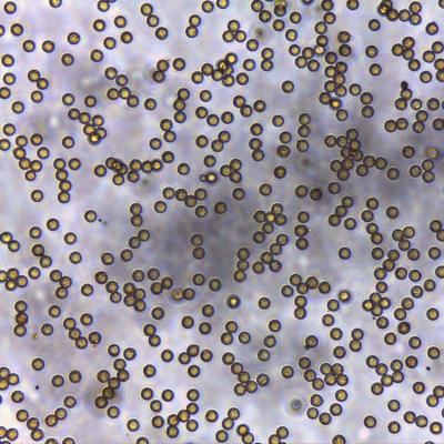 China 5μm Streptavidin Magnetic Beads for Probe Capture - 10 mg/mL Concentration, 100 mL Volume with 800 pmol/mg Biotin Binding for sale