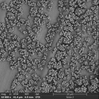 China 2.8μm Streptavidin Magnetic Beads for Chemiluminescence | 10 mg/mL Concentration | 450 pmol/mg Oligonucleotide Binding for sale