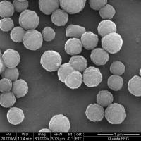 China 2μm Streptavidin Magnetic Beads for Chemiluminescence - 10 mg/mL Concentration with High Biotin Binding Capacity for sale