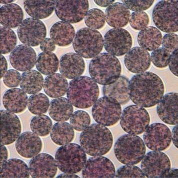 China NHS Activated Magnetic Beads 10-30 μm with 20% Volume Ratio for Protein Conjugation and Immunoassays for sale