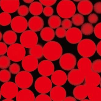 China 1000 mL NHS Activated Magnetic Beads 30-150 μm with 20% Volume Ratio for Protein Binding for sale