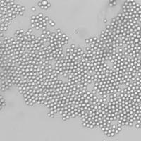 China NHS Magnetic Polymer Beads Preactivated 2 μm 10 mg/mL for Protein Coupling and Biomolecule Purification for sale