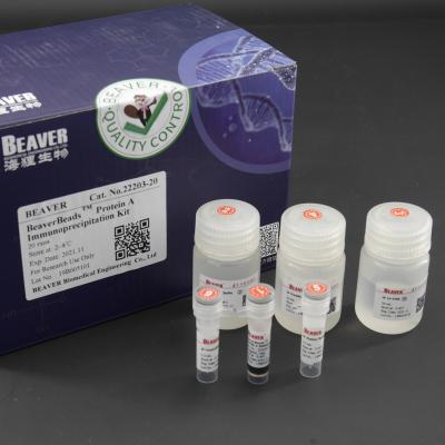 China 10 mg/mL Protein A/G Immunoprecipitation Kit - 20 Reactions with 0.5-0.6 mg/mL IgG Binding Capacity for sale