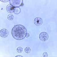 China Magrose Protein G Magnetic Beads 30-150 μm 10% Volume Ratio for Antibody Purification 25-30 mg/mL Capacity for sale