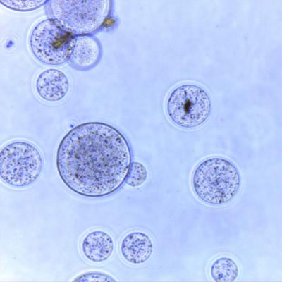 China Magrose Protein G Magnetic Beads 30-150 μm 10% Volume Ratio for Antibody Purification 25-30 mg/mL Capacity for sale